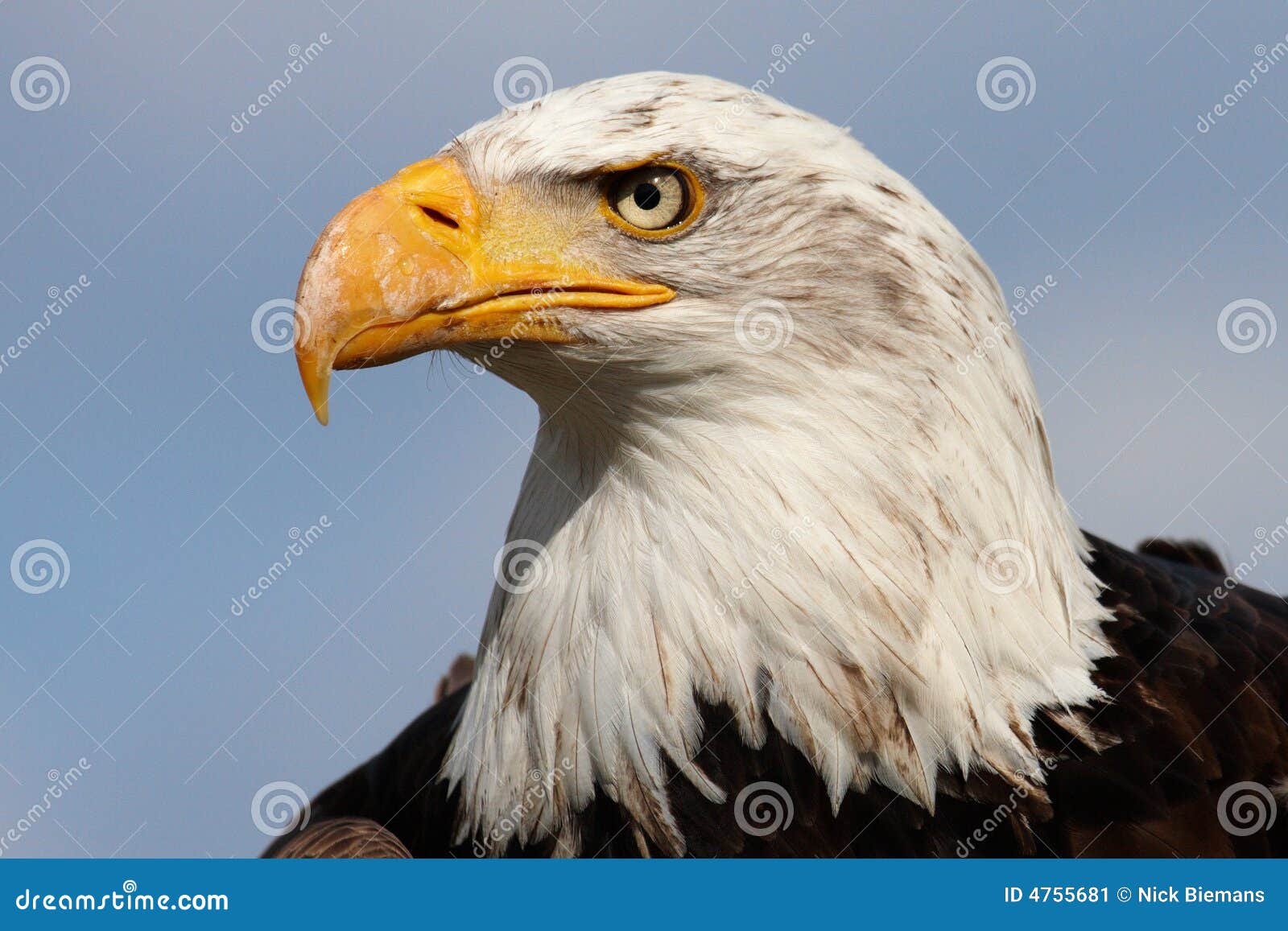Aquila calva americana immagine stock. Immagine di occhio - 4755681