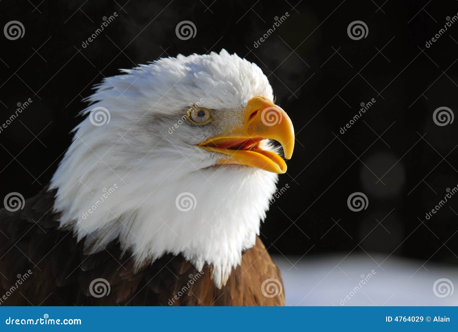 Aquila calva americana immagine stock. Immagine di volo - 4764029