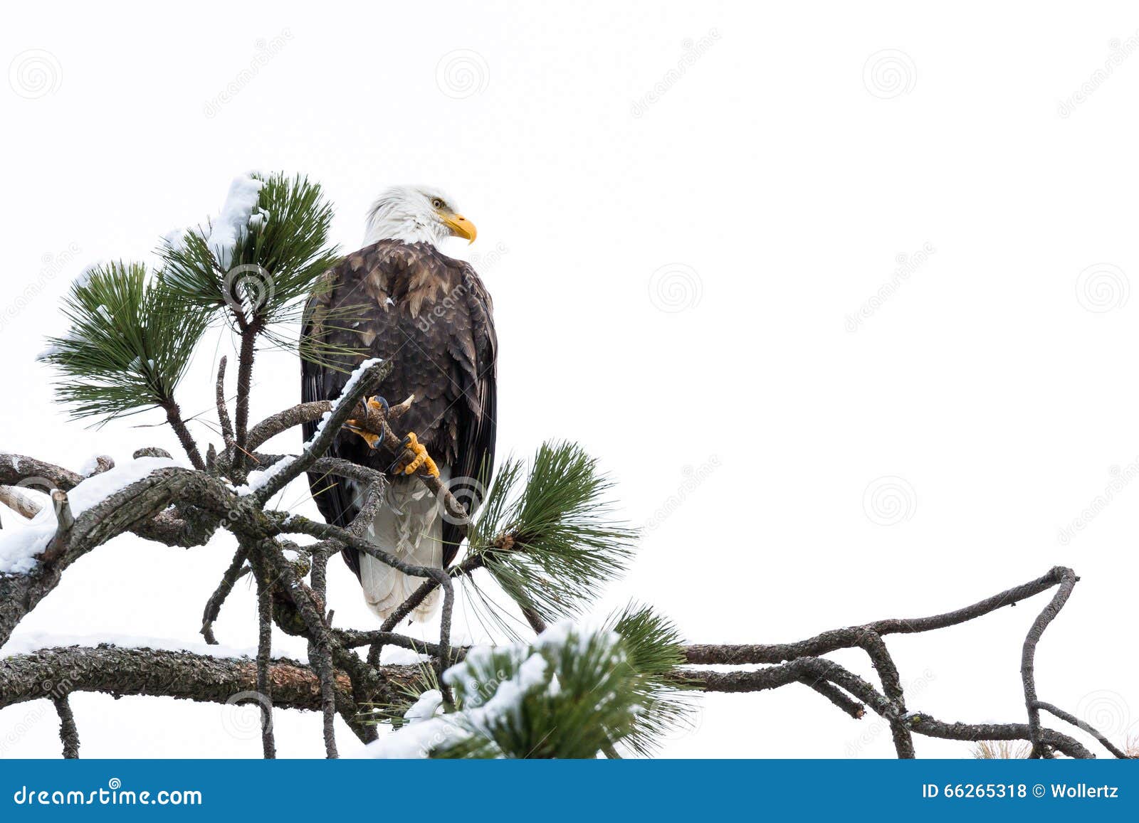 Aquila calva americana fotografia stock. Immagine di americano - 66265318