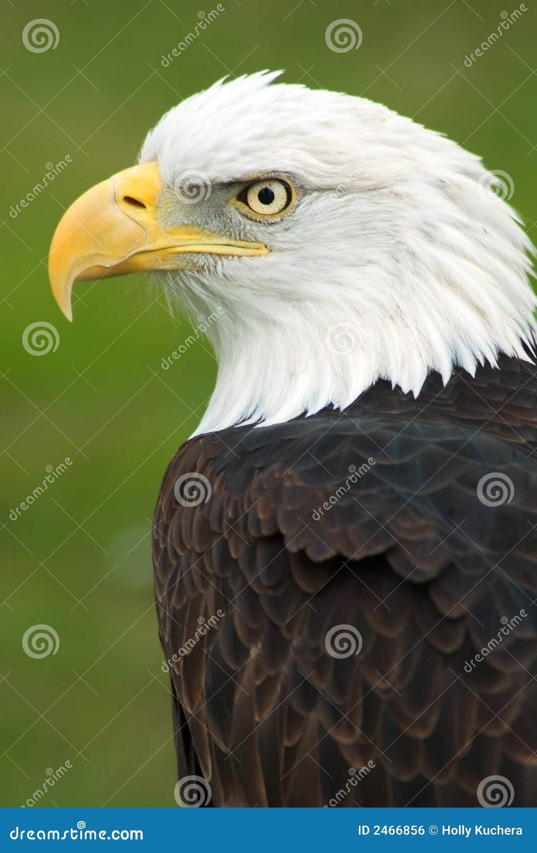 Aquila Calva Americana Lasciata Fotografia Stock - Immagine di profilo ...