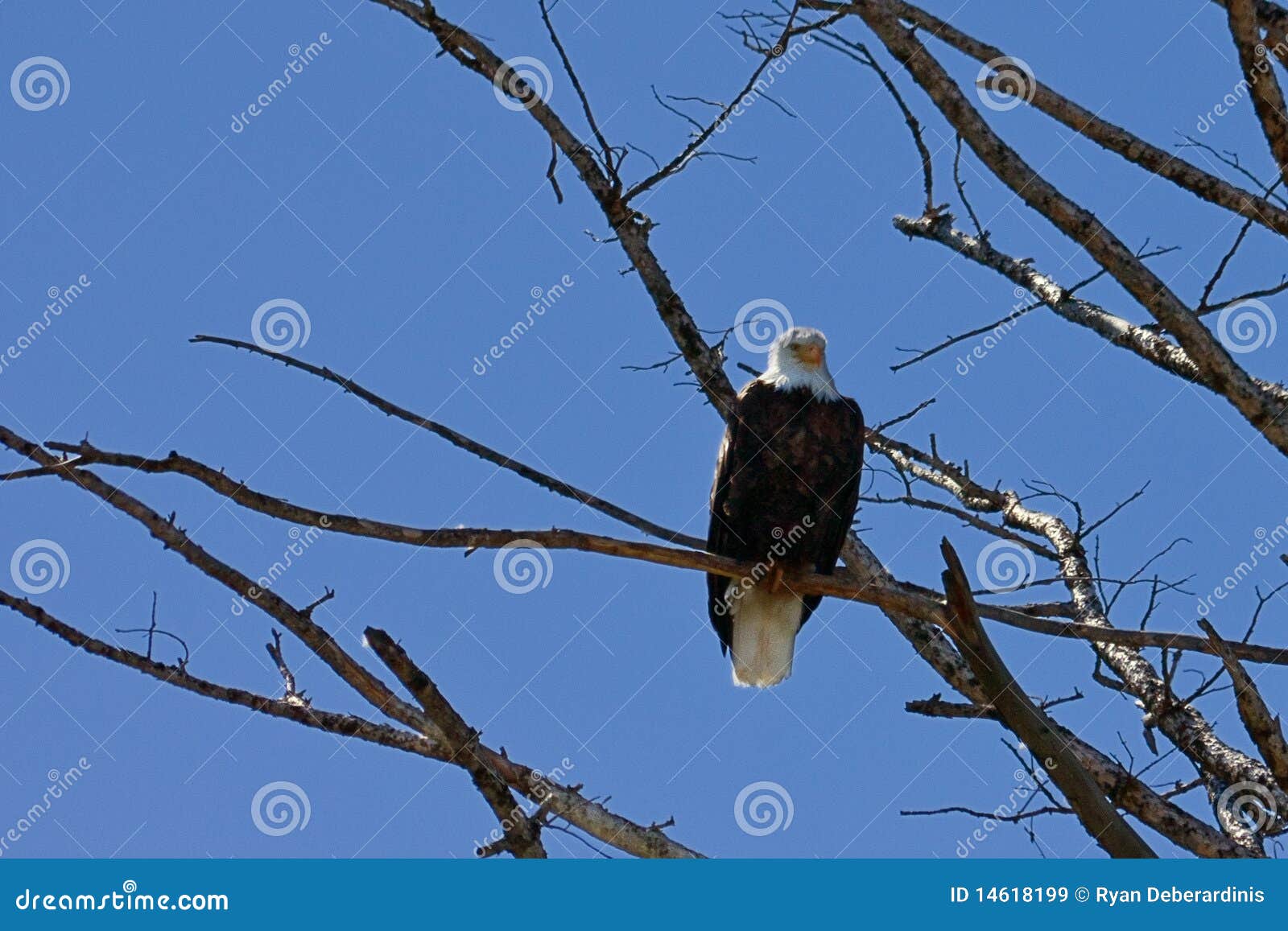 Aquila Calva Americana Sola Immagine Stock - Immagine di uccello, parco ...
