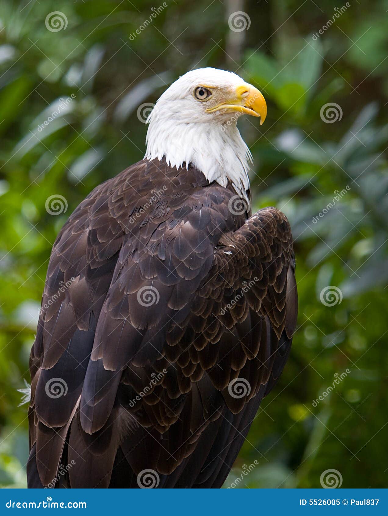 Aquila calva appollaiata immagine stock. Immagine di preda - 5526005