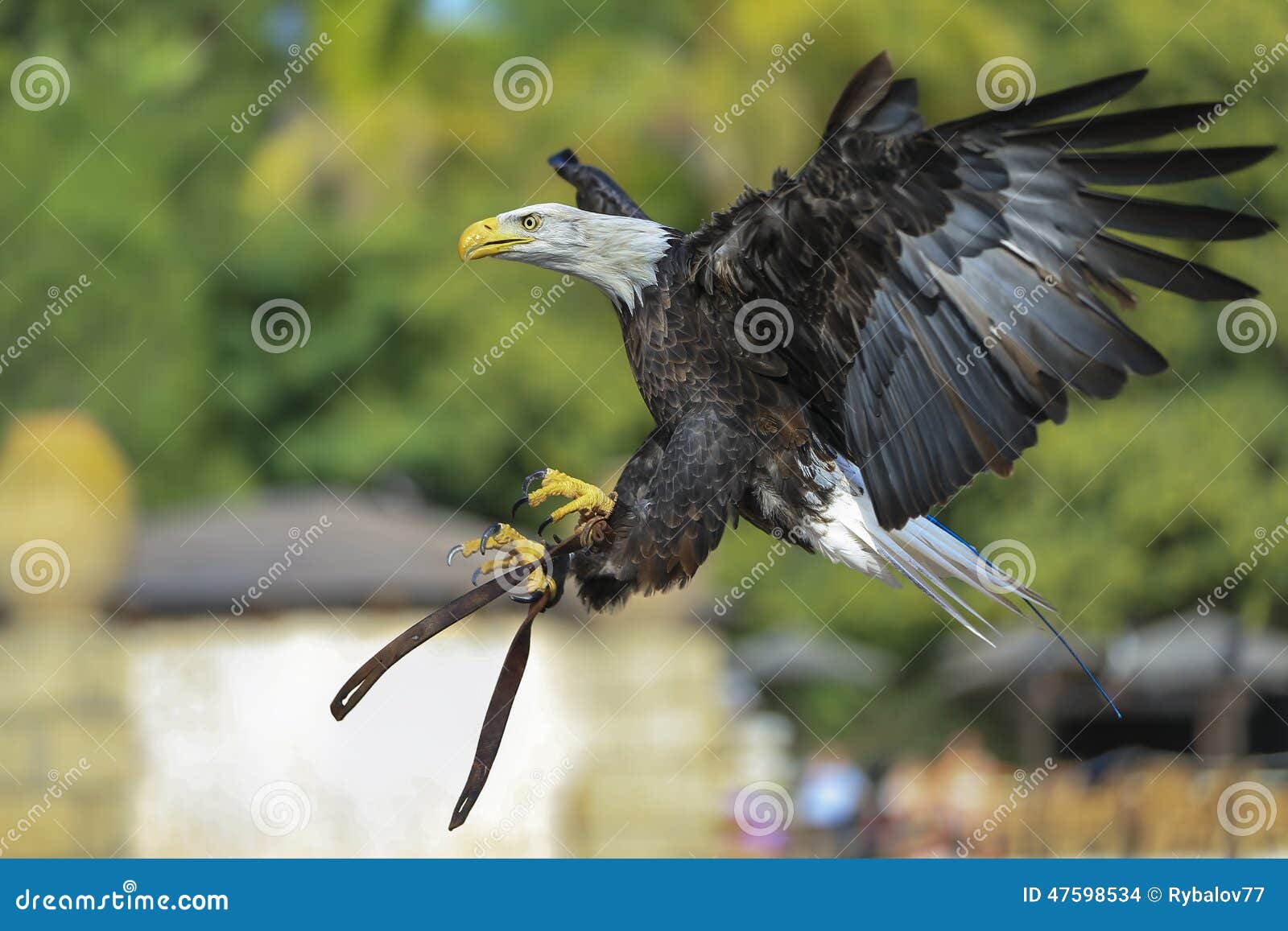 Aquila Calva Durante Il Volo Fotografia Stock - Immagine di preda, nave ...