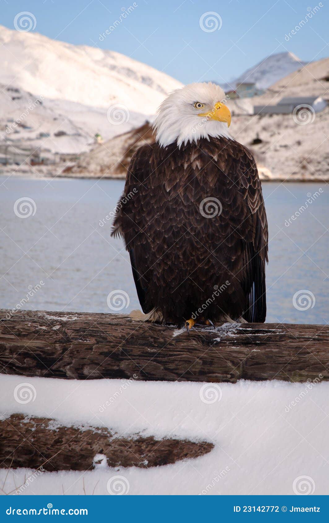 Aquila calva nell'Alaska fotografia stock. Immagine di dichiara - 23142772
