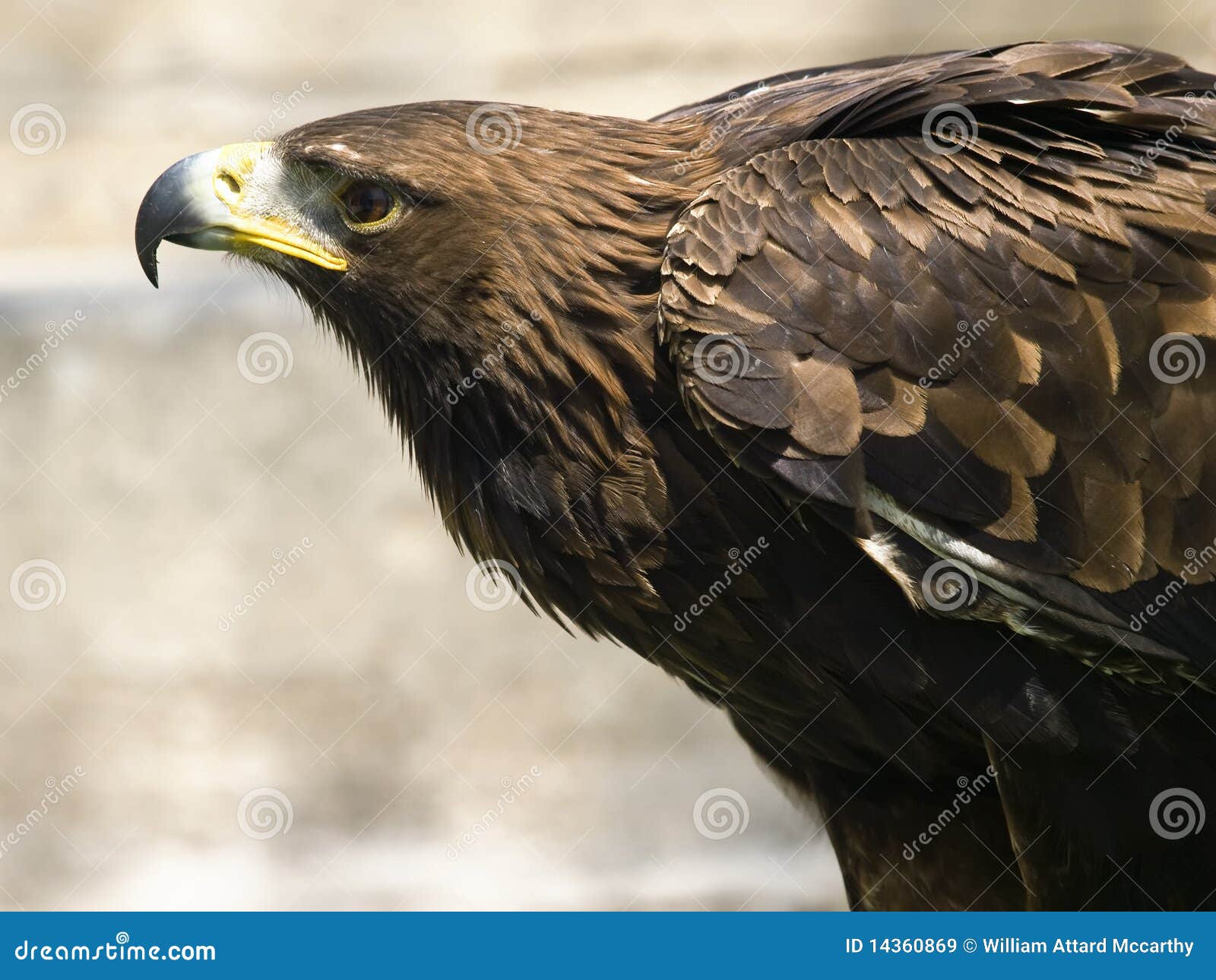 Aquila Chrysaetos stock image. Image of chrysaetos, bird - 14360869