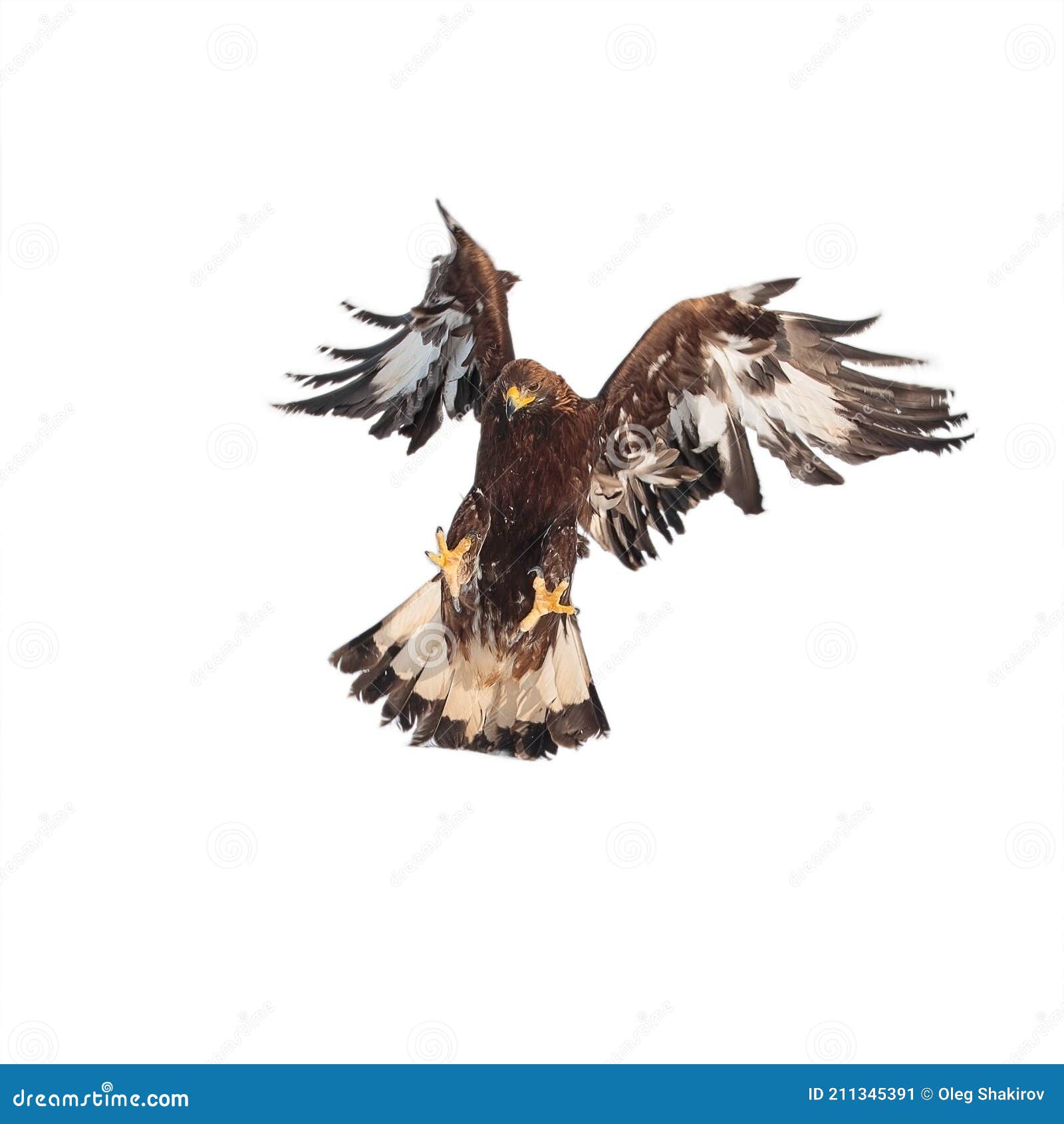 Golden Eagle Attacking