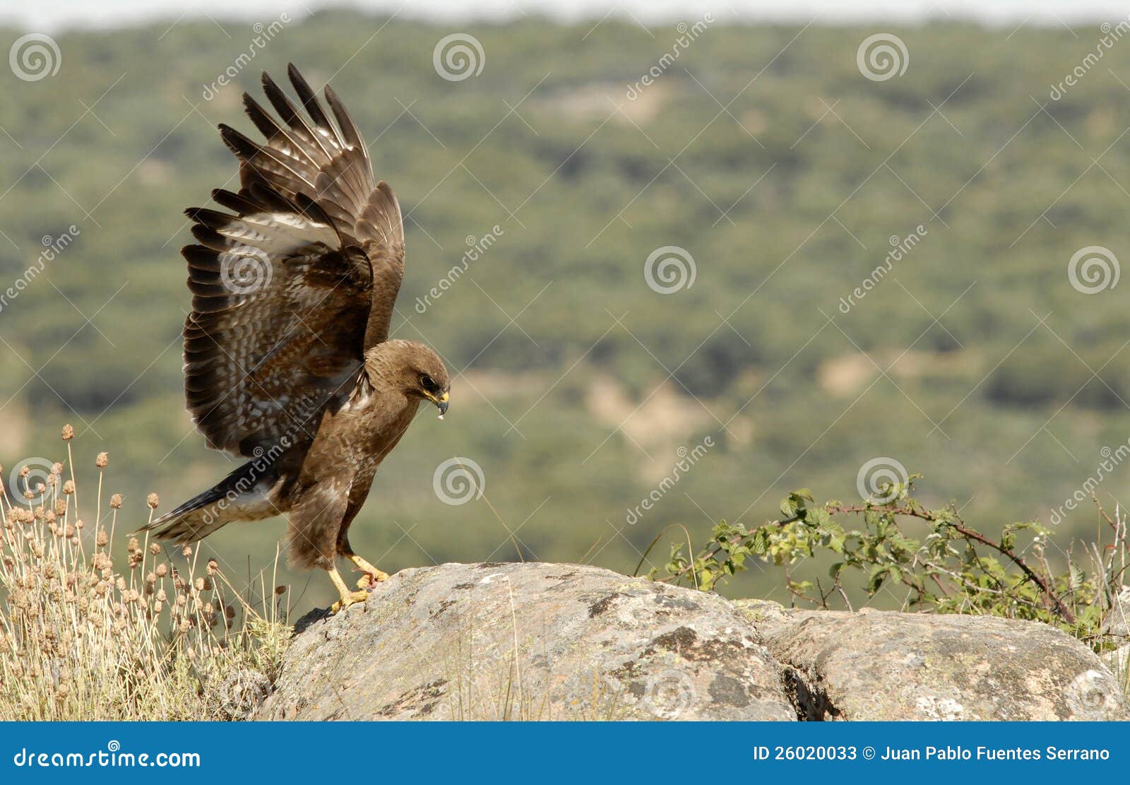 246 Aquila Con Le Ali Aperte Foto - Foto Stock Gratis e Royalty-Free da ...