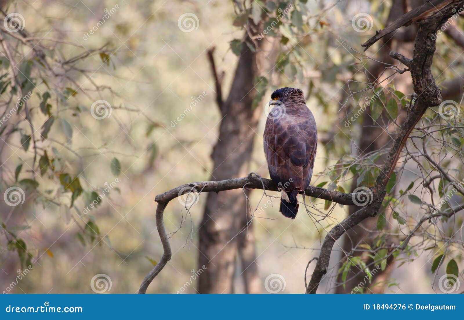 Aquila Crestata Del Serpente Fotografia Stock - Immagine di nave ...