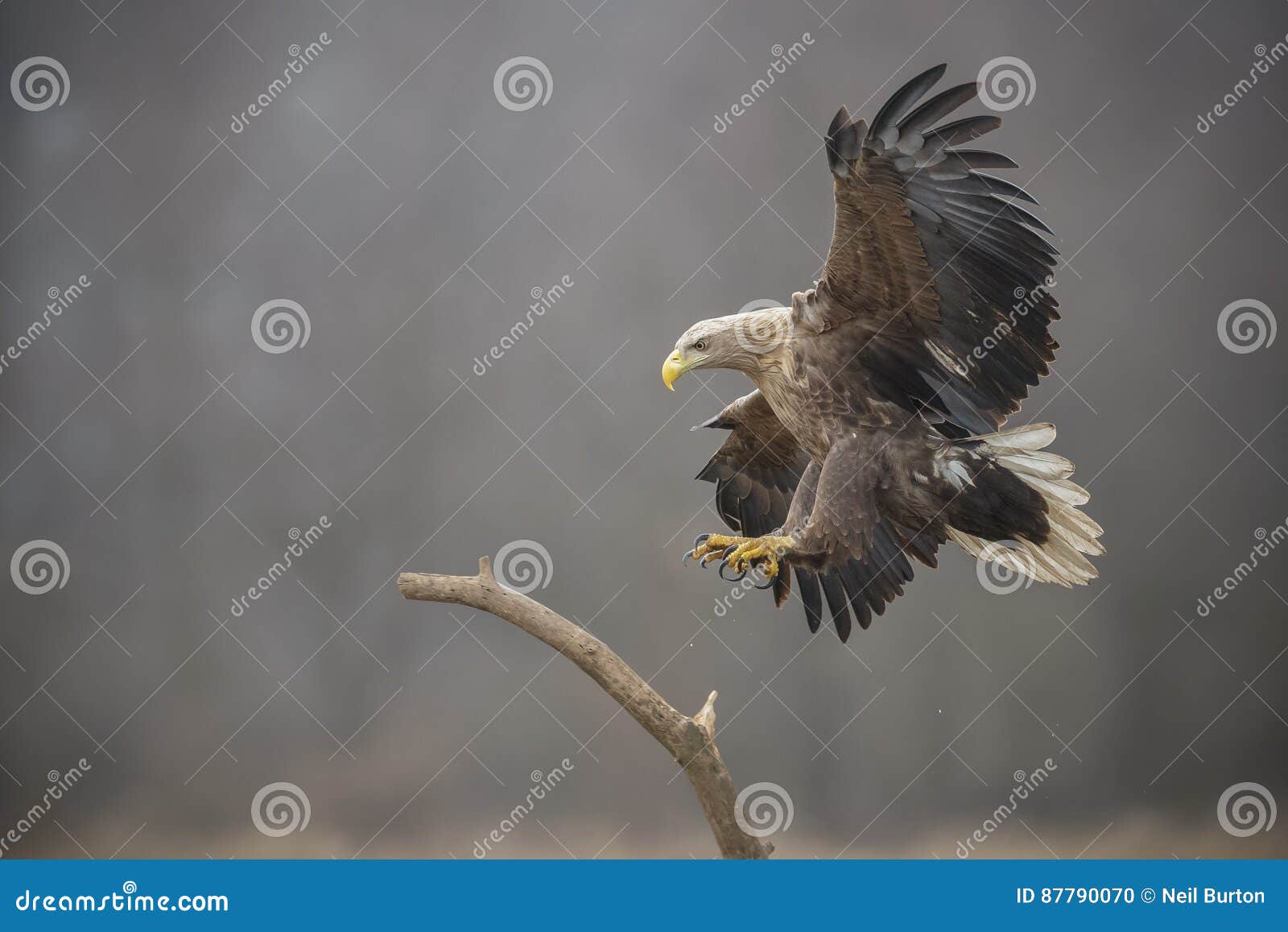 Aquila Dalla Coda Bianca Circa a Terra Fotografia Stock - Immagine di ...