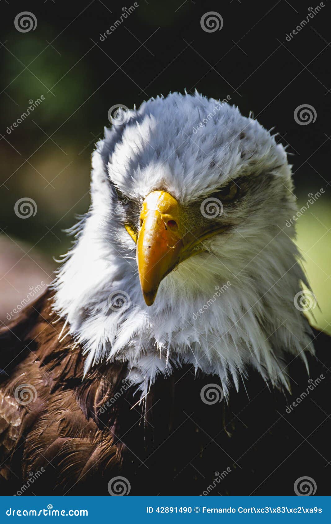 Aquila Dalla Testa Bianco Americana Fotografia Stock - Immagine di ...