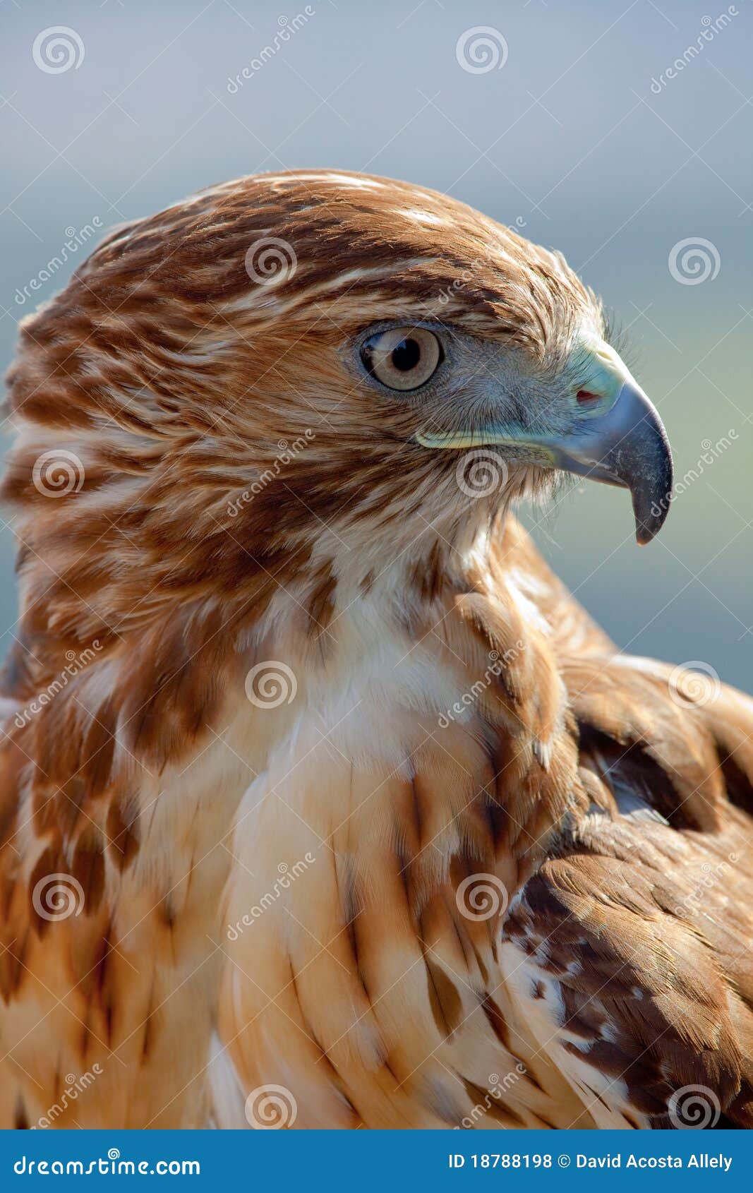 Aquila Della Coda Rossa (jamaicensis Del Buteo) Fotografia Stock ...