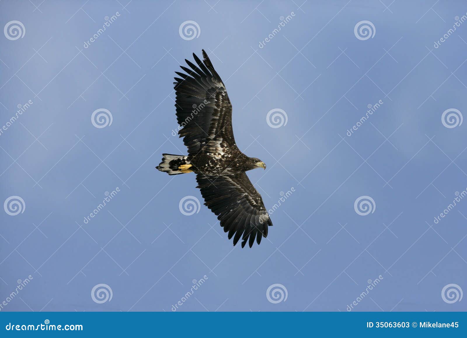 Aquila Di Mare, Albicilla Del Haliaeetus Immagine Stock - Immagine di ...