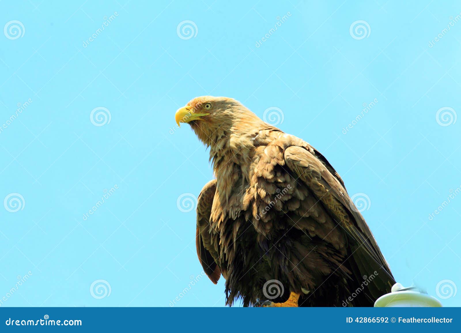 Aquila Di Mare Bianco-Munita Fotografia Stock - Immagine di mare ...