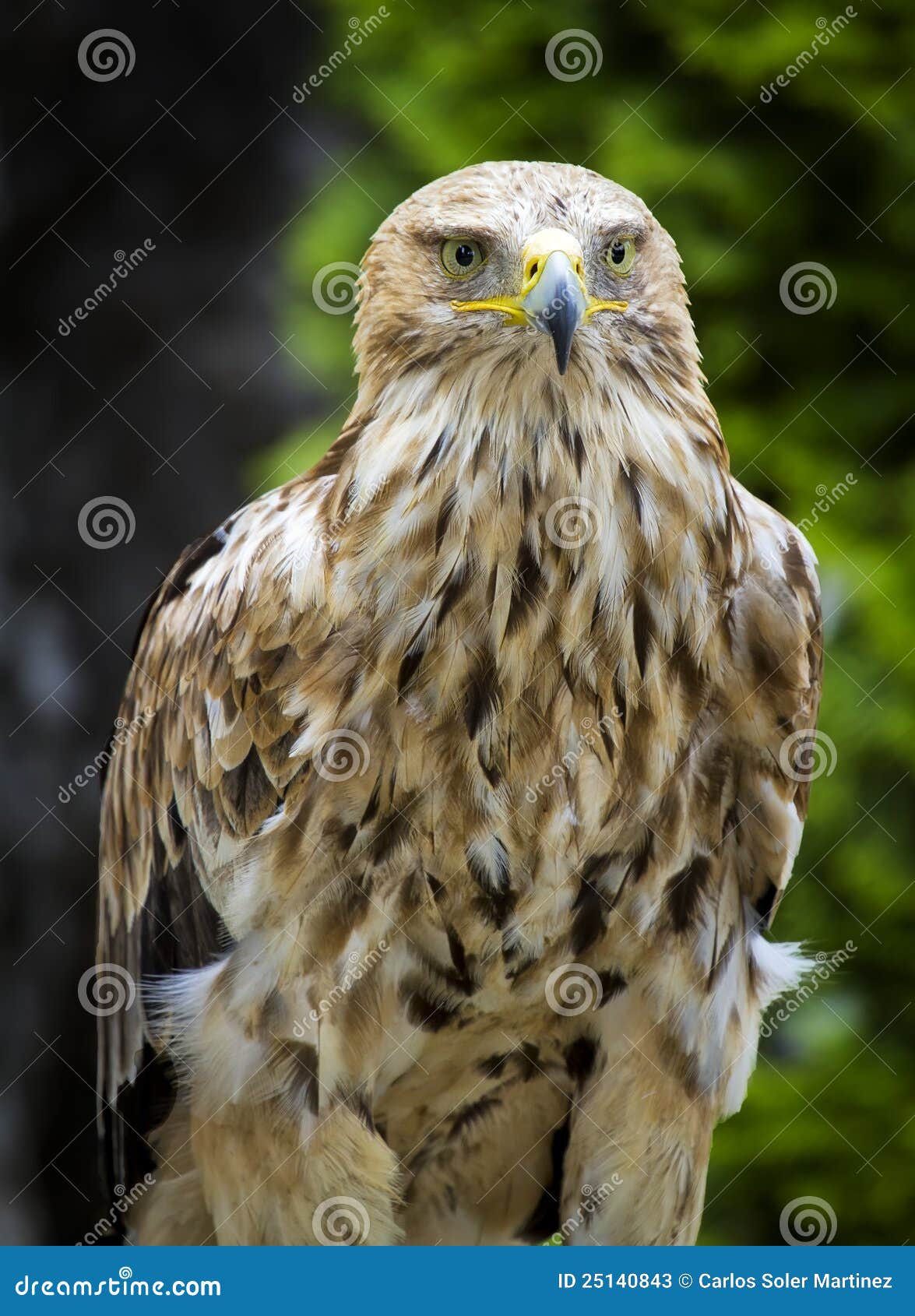 Aquila Imperiale Aquila Heliaca Immagine Stock - Immagine di preda ...