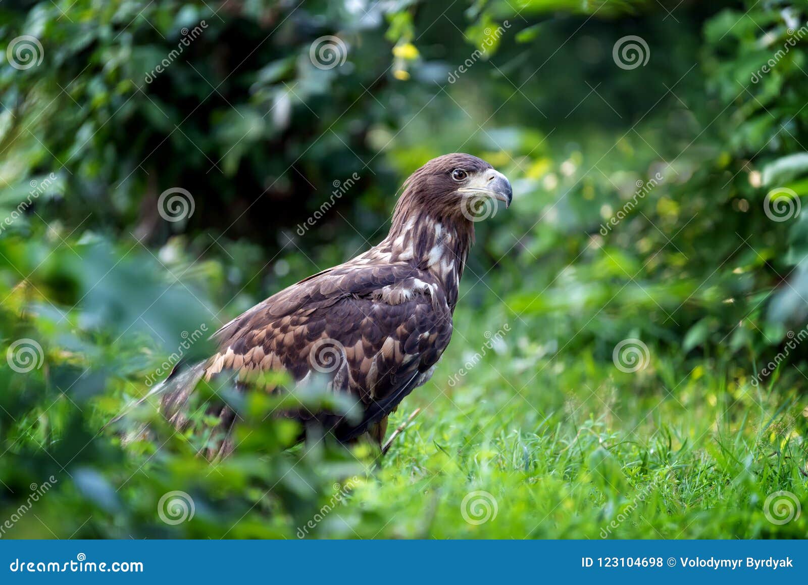 Aquila Imperiale Foto Stock - Download 2,162 Royalty Free Photos