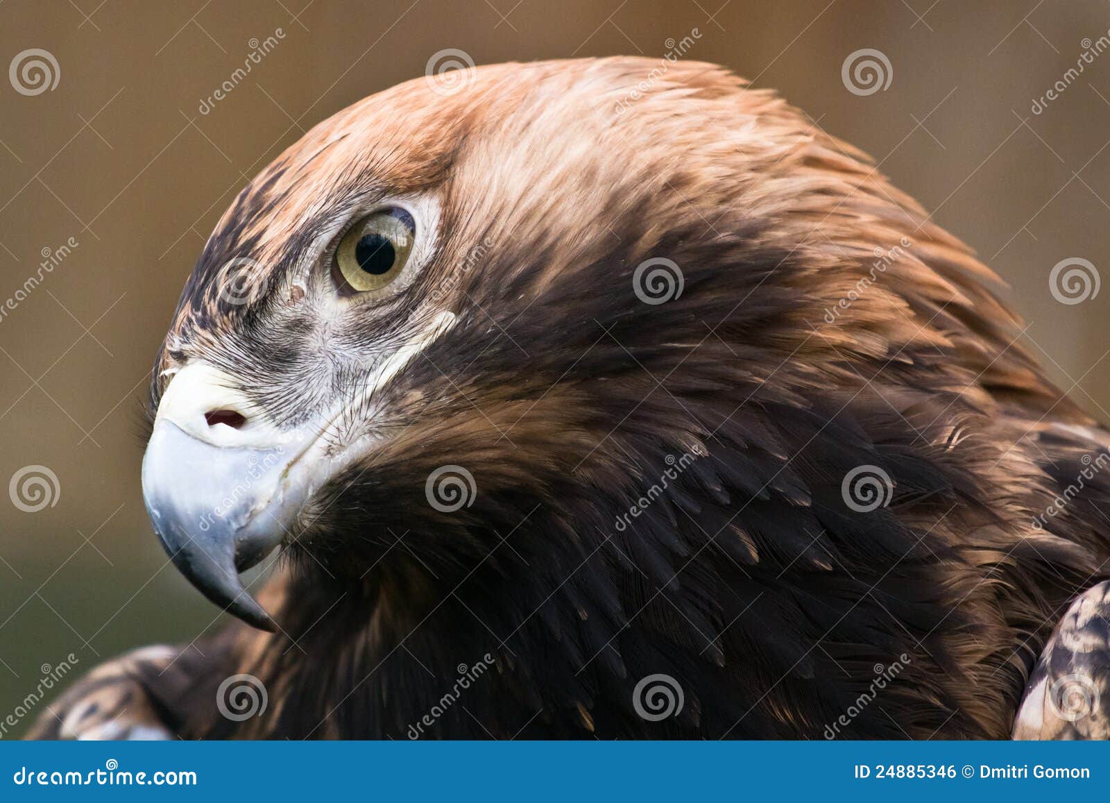 Aquila imperiale orientale fotografia stock. Immagine di piume - 24885346