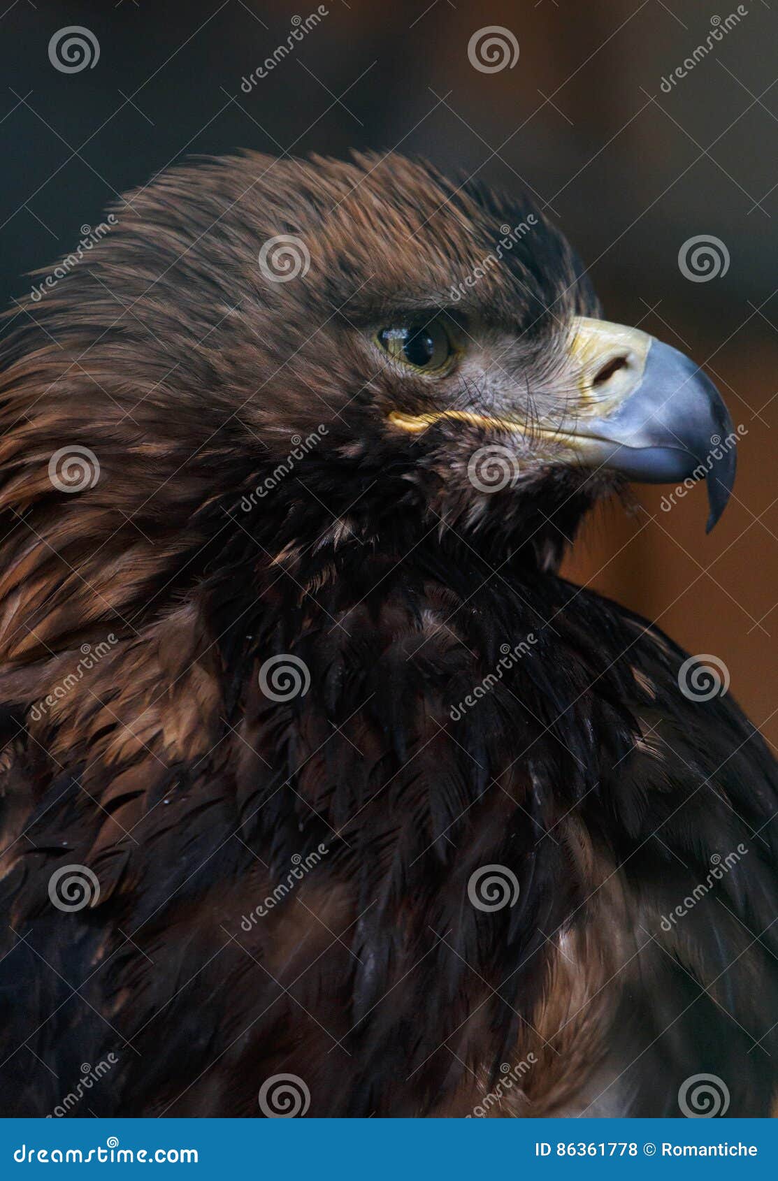 Aquila imperiale orientale fotografia stock. Immagine di aquila - 86361778