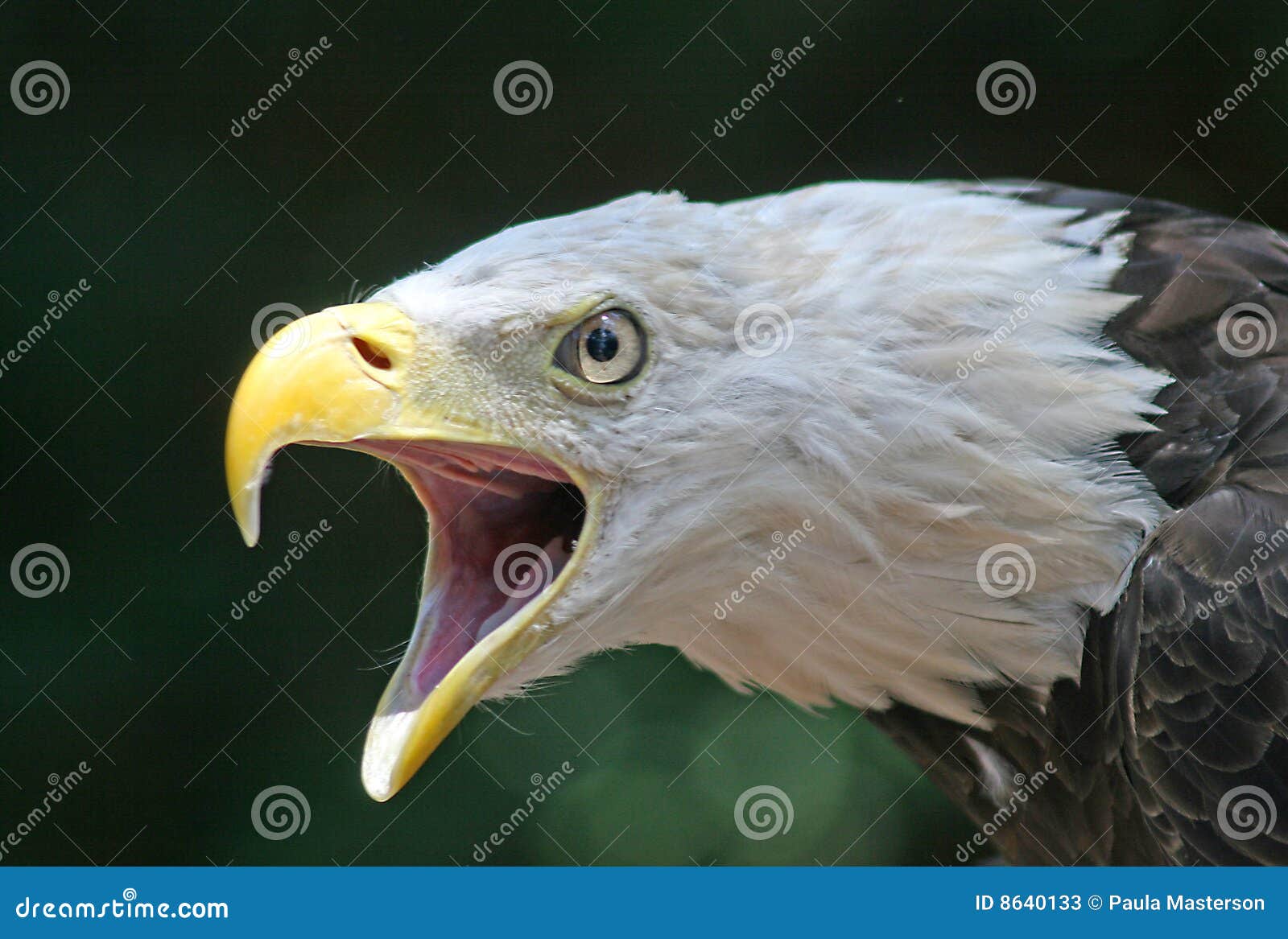 Aquila intestata bianca immagine stock. Immagine di piuma - 8640133