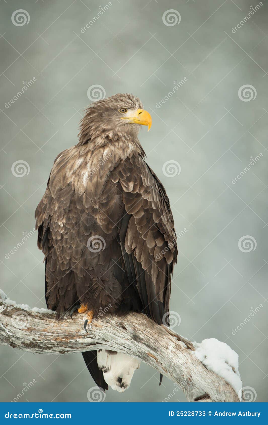 Aquila munita bianca immagine stock. Immagine di uccello - 25228733