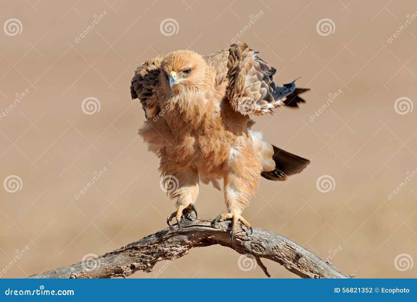 Aquila rapace fotografia stock. Immagine di becco, africa - 56821352