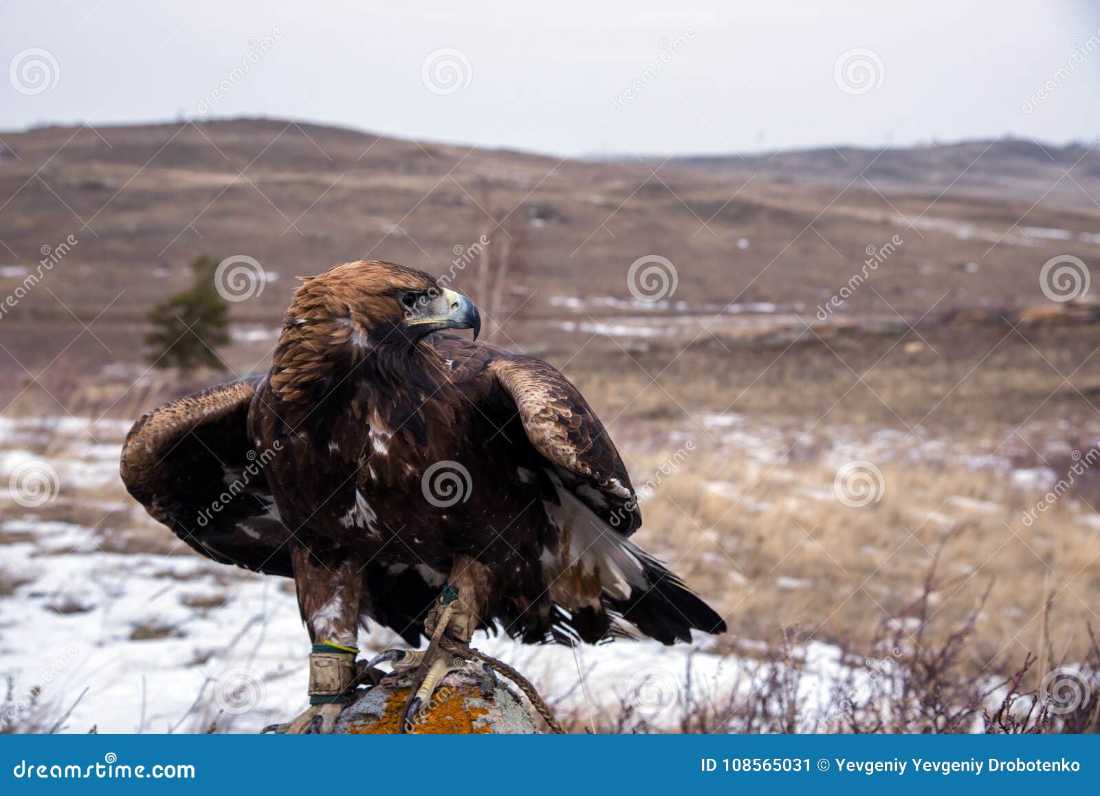 Aquila rapace predatore immagine stock. Immagine di rapace - 108565031