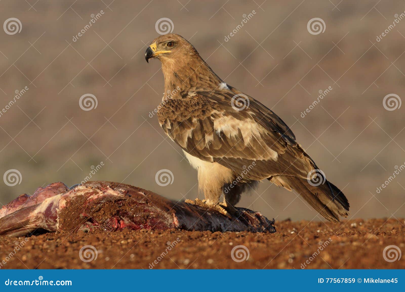 Aquila Rapace, Rapax Di L'Aquila Immagine Stock - Immagine di fauna ...
