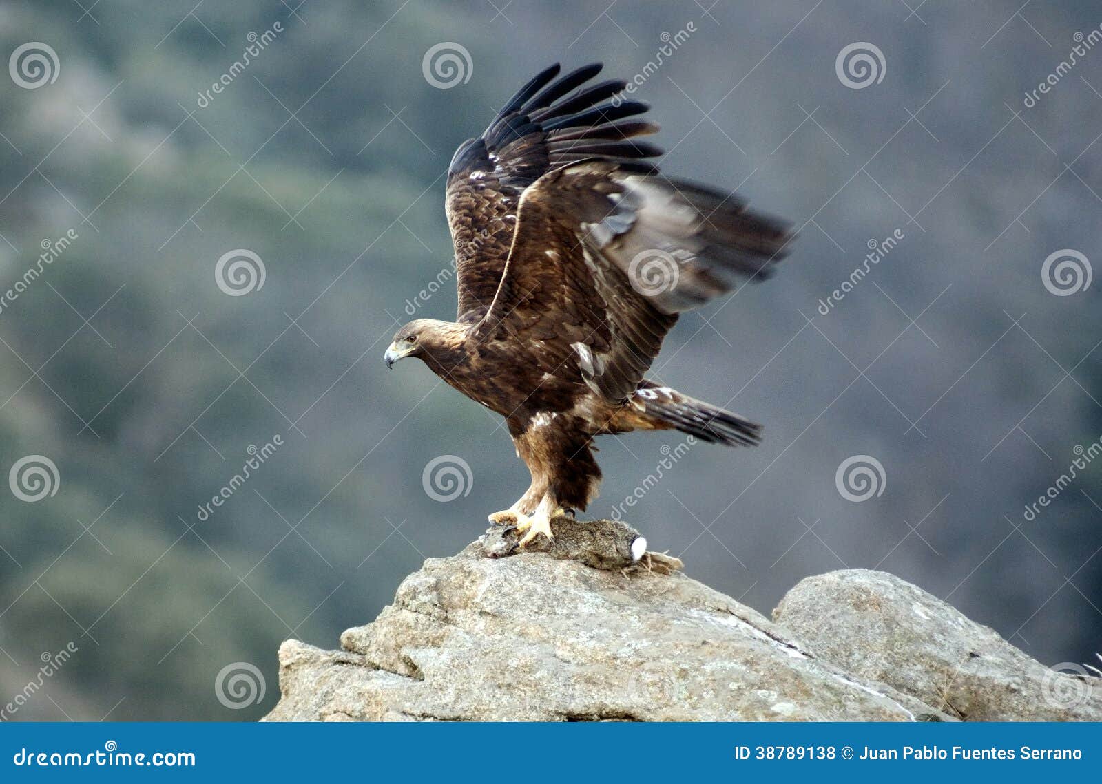 Aquila Reale Con Le Ali Aperte Fotografia Stock - Immagine di naughty ...