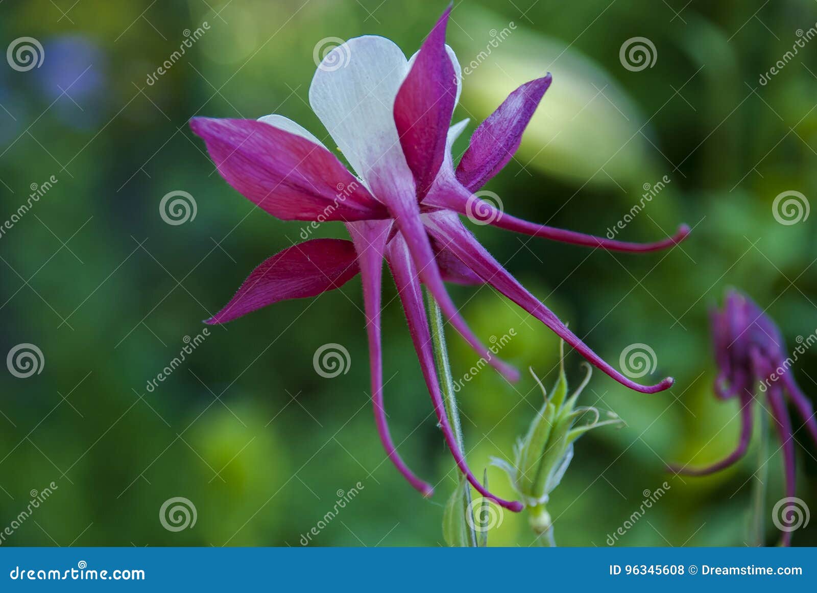 Aquilegia Flower from the Back Side Stock Photo - Image of flowers ...