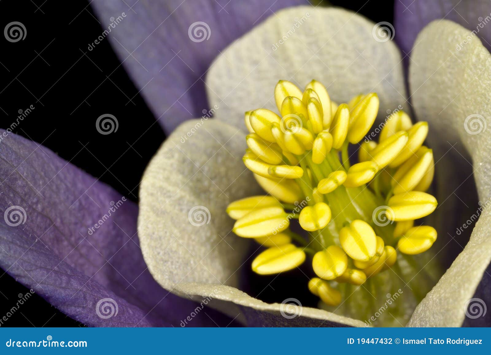 Aquilegia Vulgaris stock photo. Image of blue, bulb, columbine - 19447432
