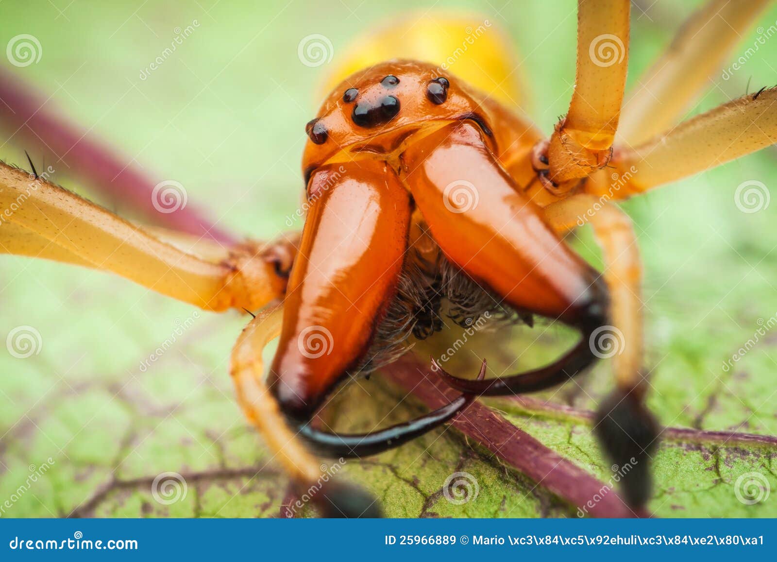 Araña Con Los Colmillos Grandes Imagen de archivo - Imagen de alto ...