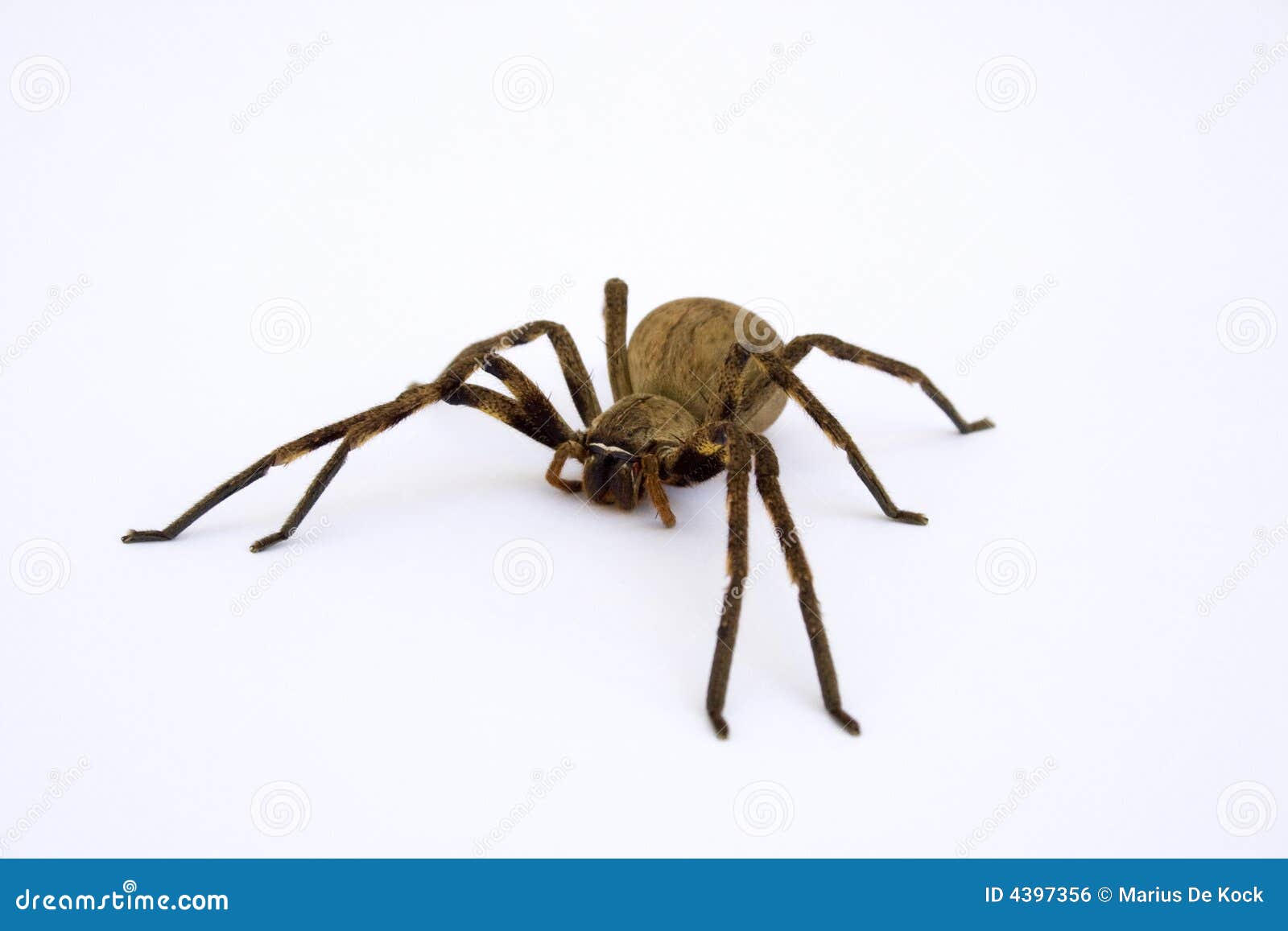 Araña de la lluvia foto de archivo. Imagen de huevos, lluvia - 4397356