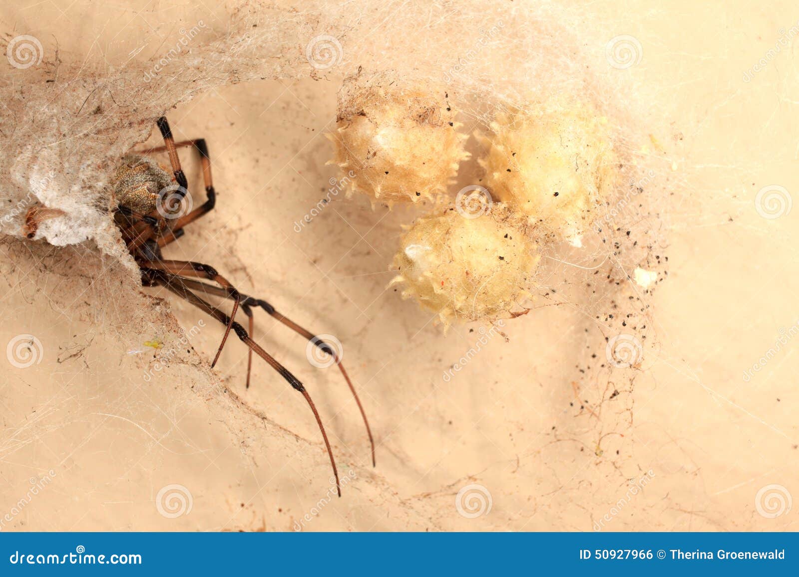 Araña falsa de la viuda foto de archivo. Imagen de negro - 50927966
