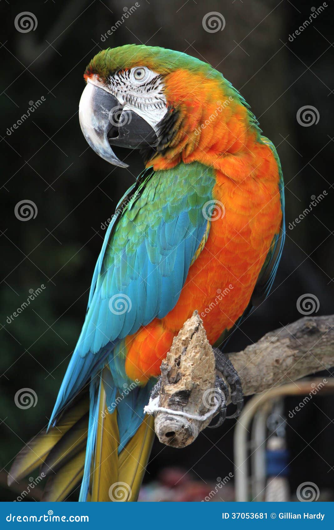 Ara image stock. Image du pose, lumineux, vert, bleu - 37053681