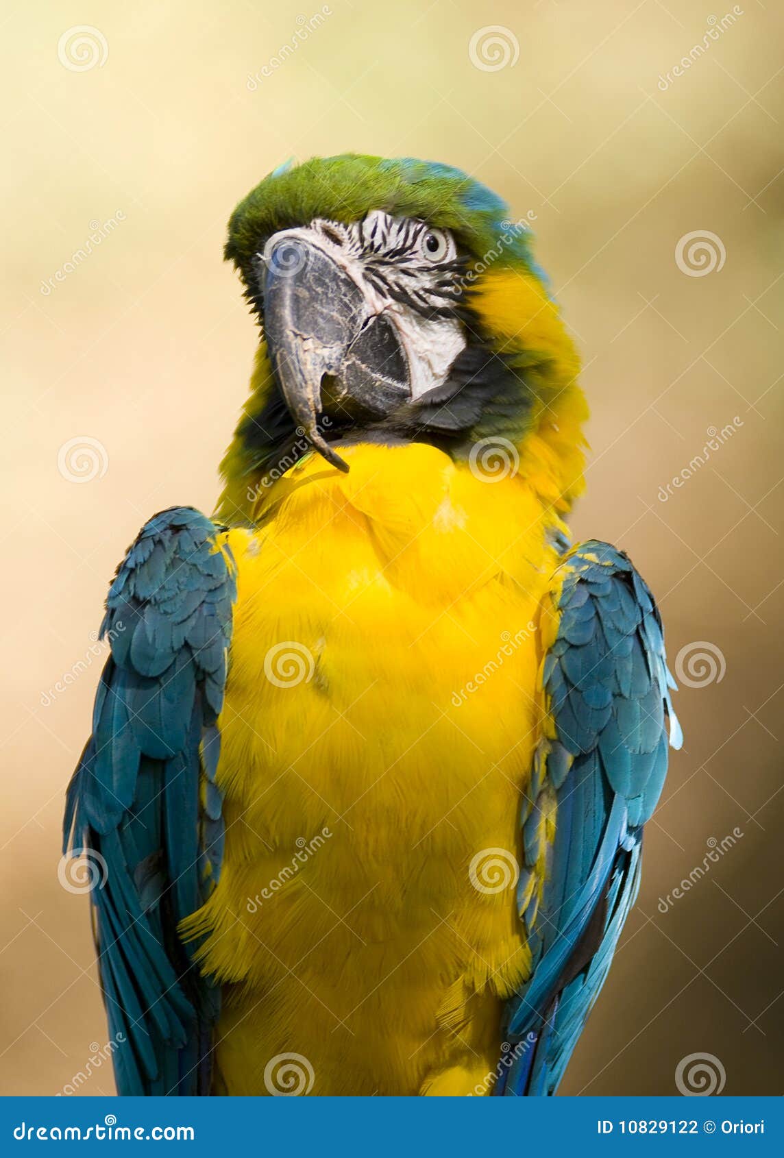 Ara ararauna stock photo. Image of feather, natural, detailed - 10829122