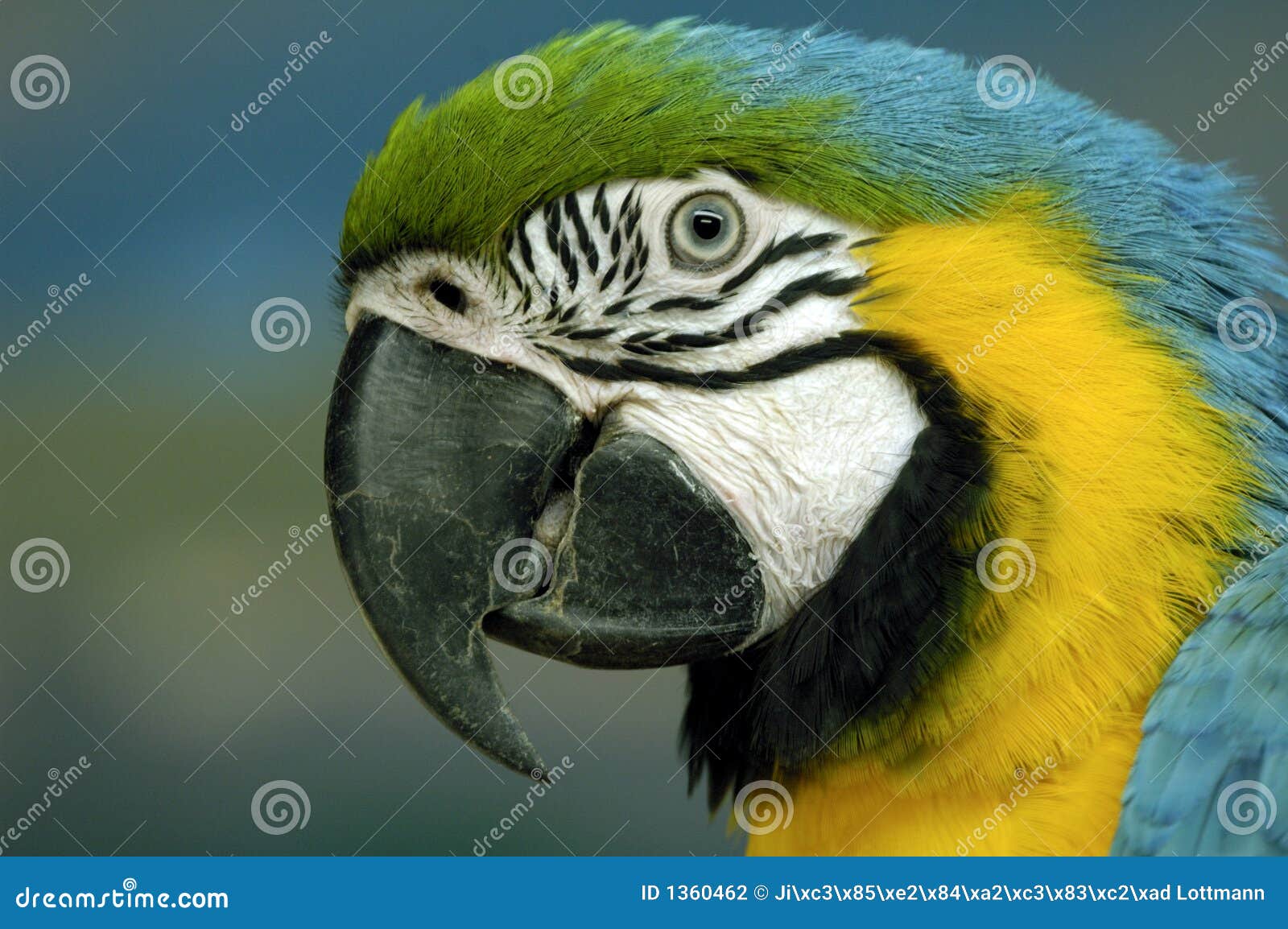 Ara Ararauna stock photo. Image of park, birds, look, flume - 1360462