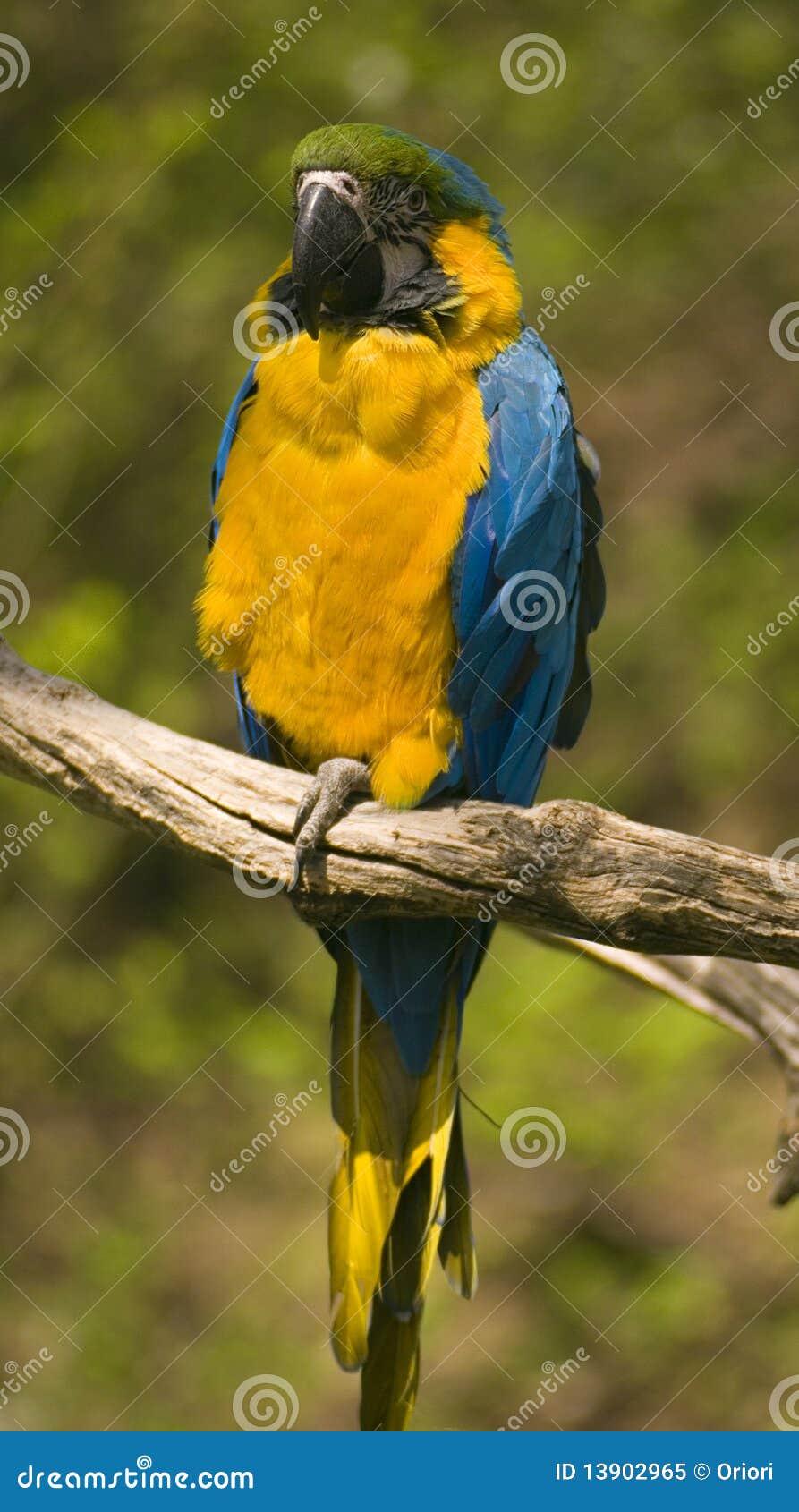 Ara ararauna stock image. Image of parrot, beak, funny - 13902965