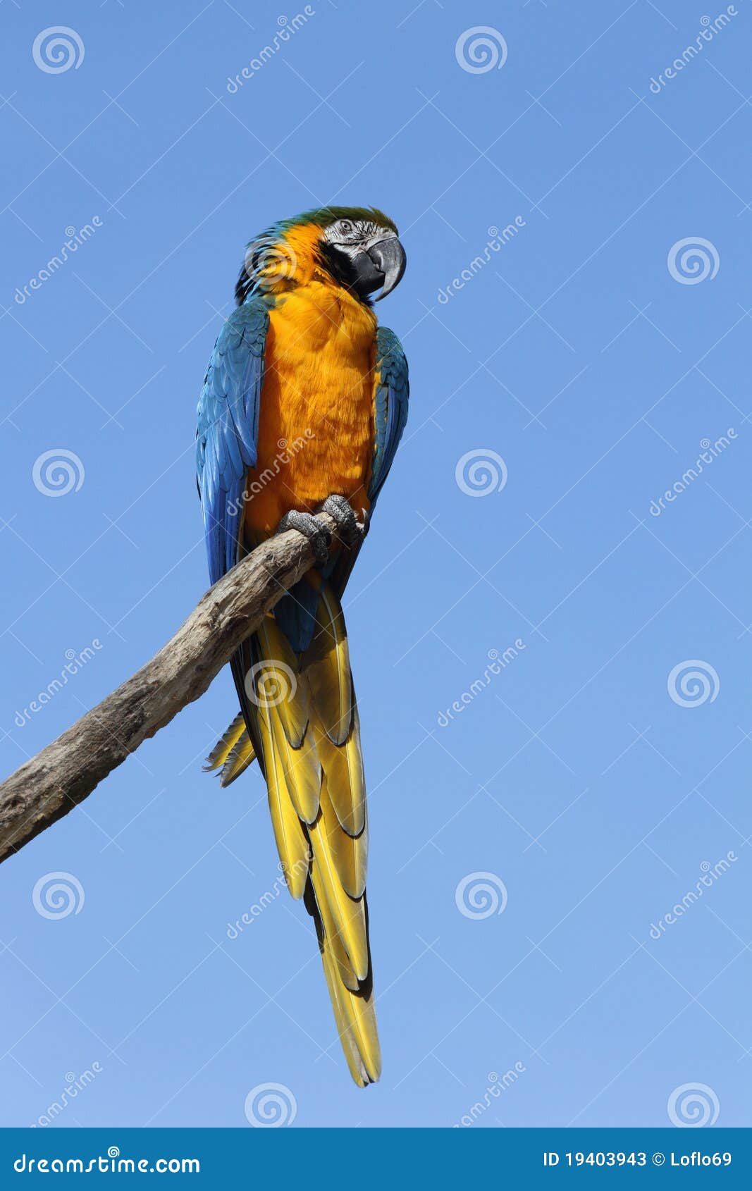 Ara ararauna stock image. Image of perching, bird, pets - 19403943