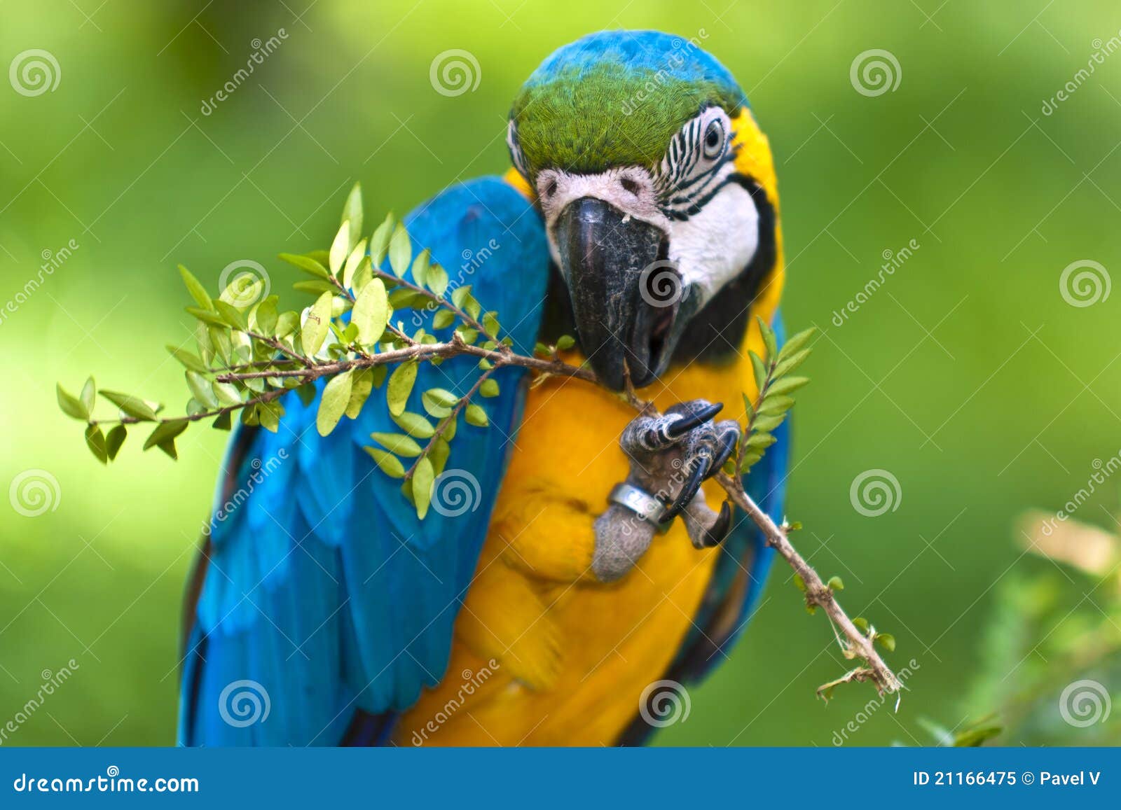 Ara ararauna stock image. Image of feathers, color, macaw - 21166475