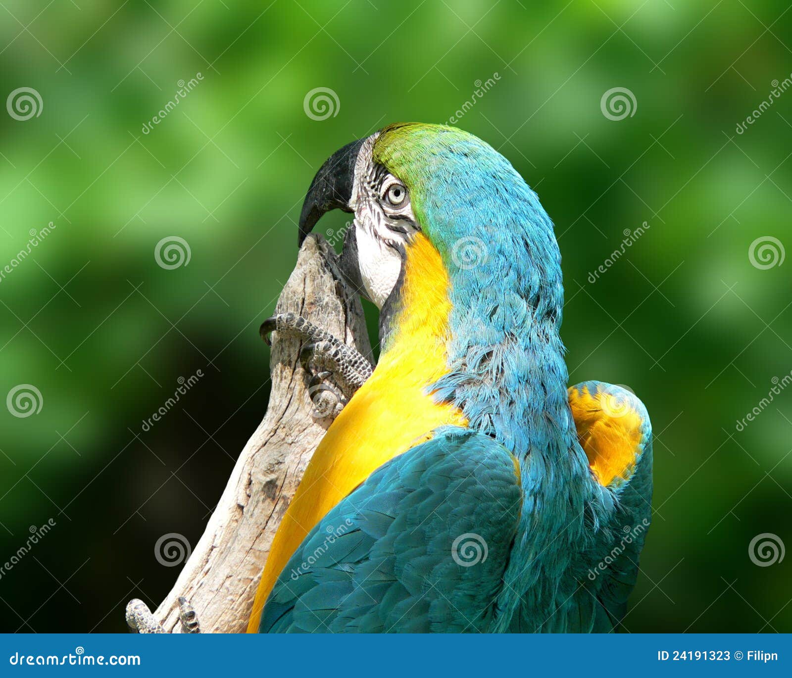 Ara ararauna stock image. Image of bird, wallpaper, fauna - 24191323