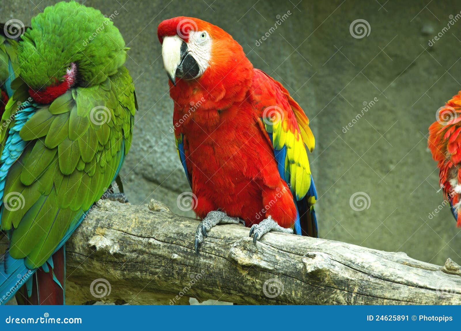 Feeding A Ara Ararauna Blue With Yellow Macaw In Aviary Stock Photo ...