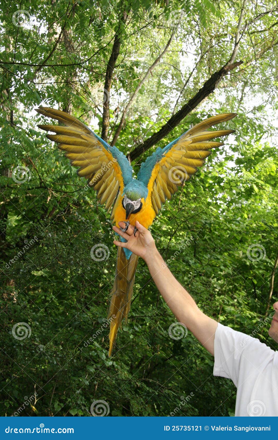 Ara Ararauna imagem de stock. Imagem de azul, isolado - 25735121