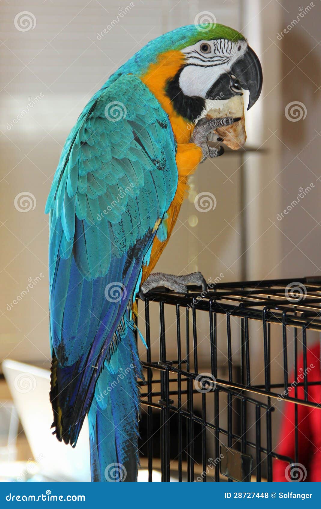 Ara Ararauna stock photo. Image of eating, blue, macaw - 28727448
