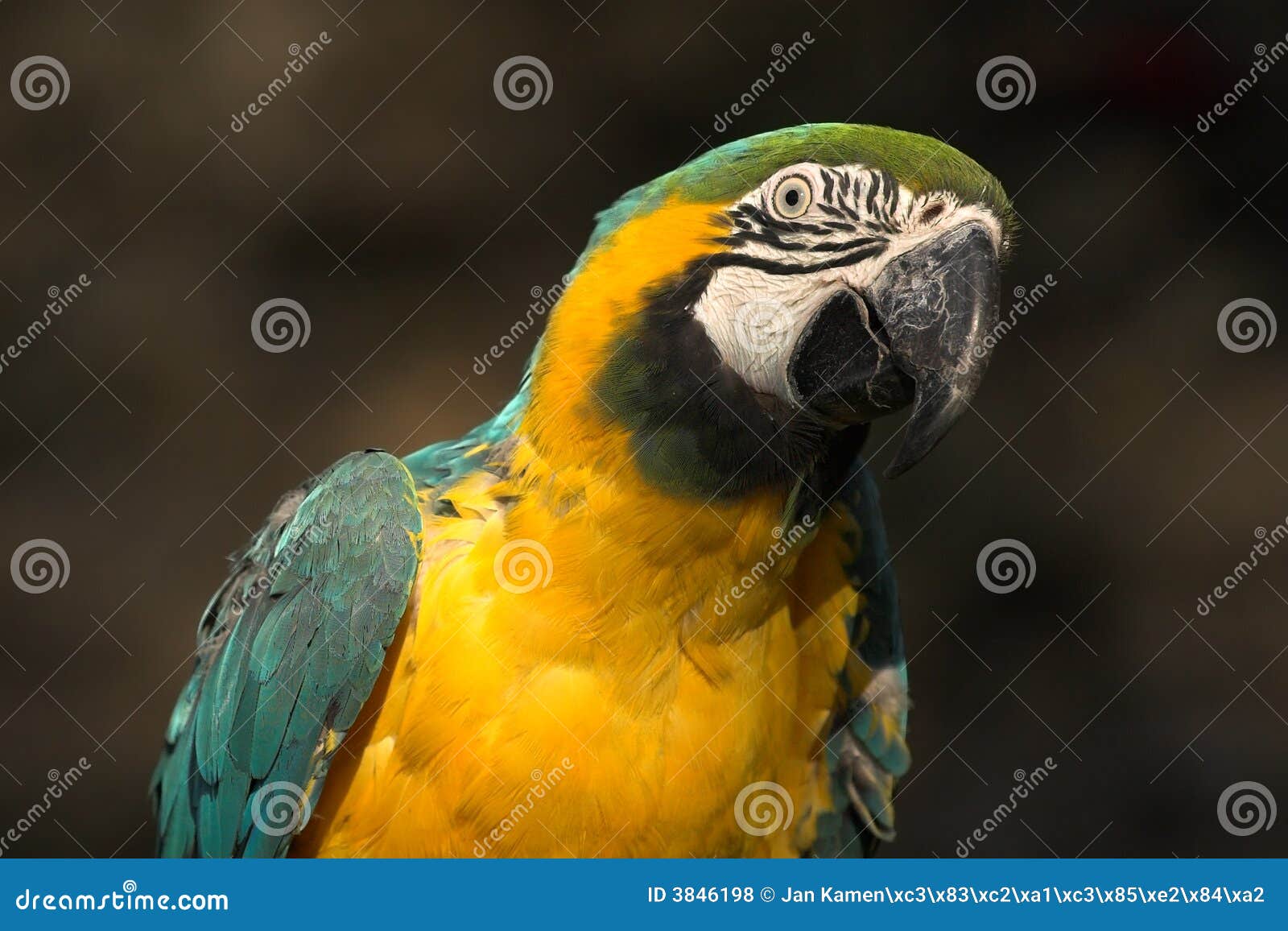 Ara Ararauna stock photo. Image of outdoors, macaw, bird - 3846198