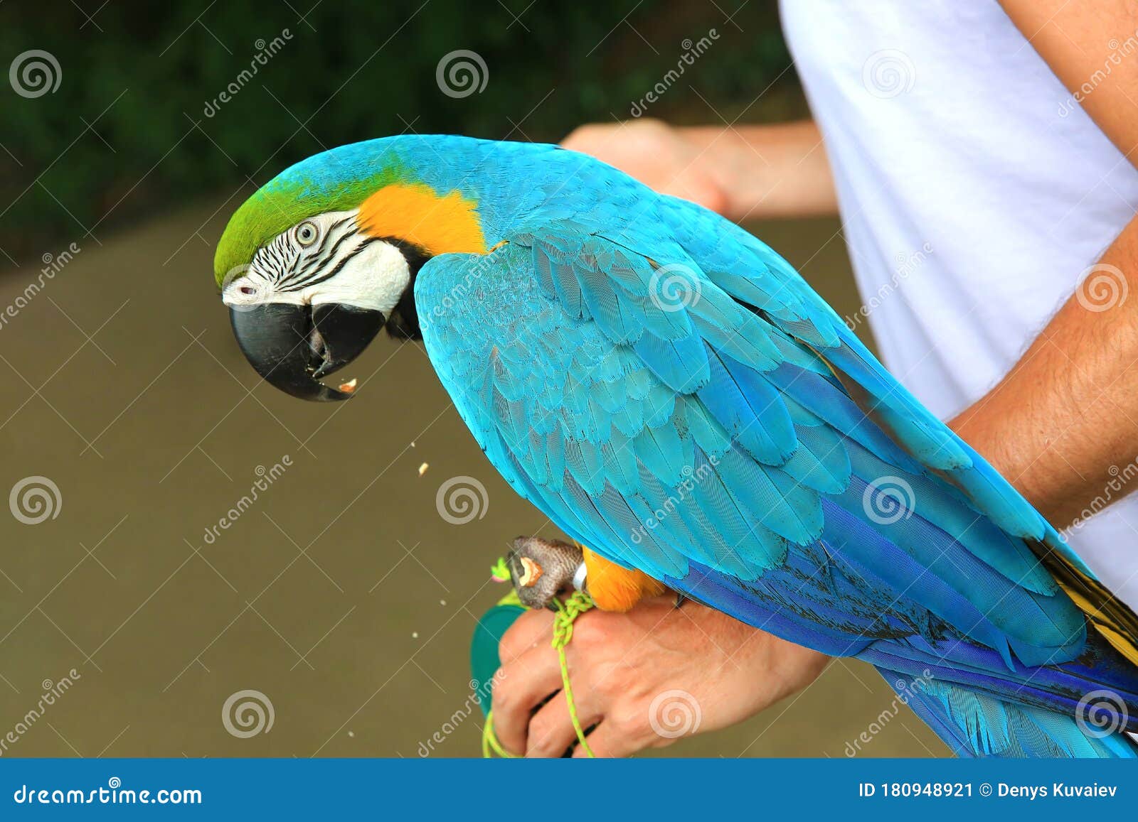 Ara Ararauna, Blue-and-yellow Macaw Parrot Bird In Parque Das Aves, Foz ...