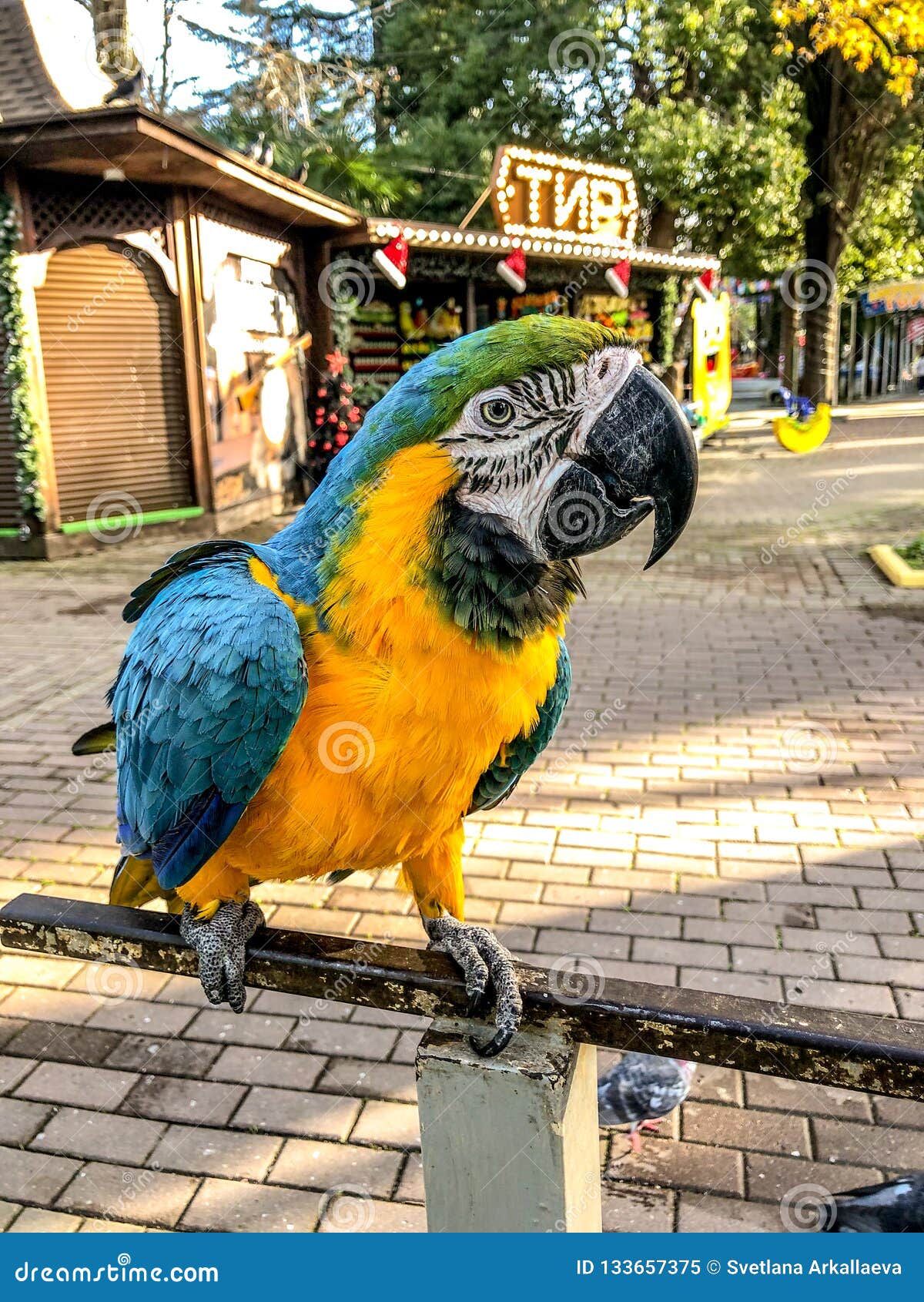 Ara Ararauna. Blue-yellow Macaw Parrot Portrait Editorial Image - Image ...