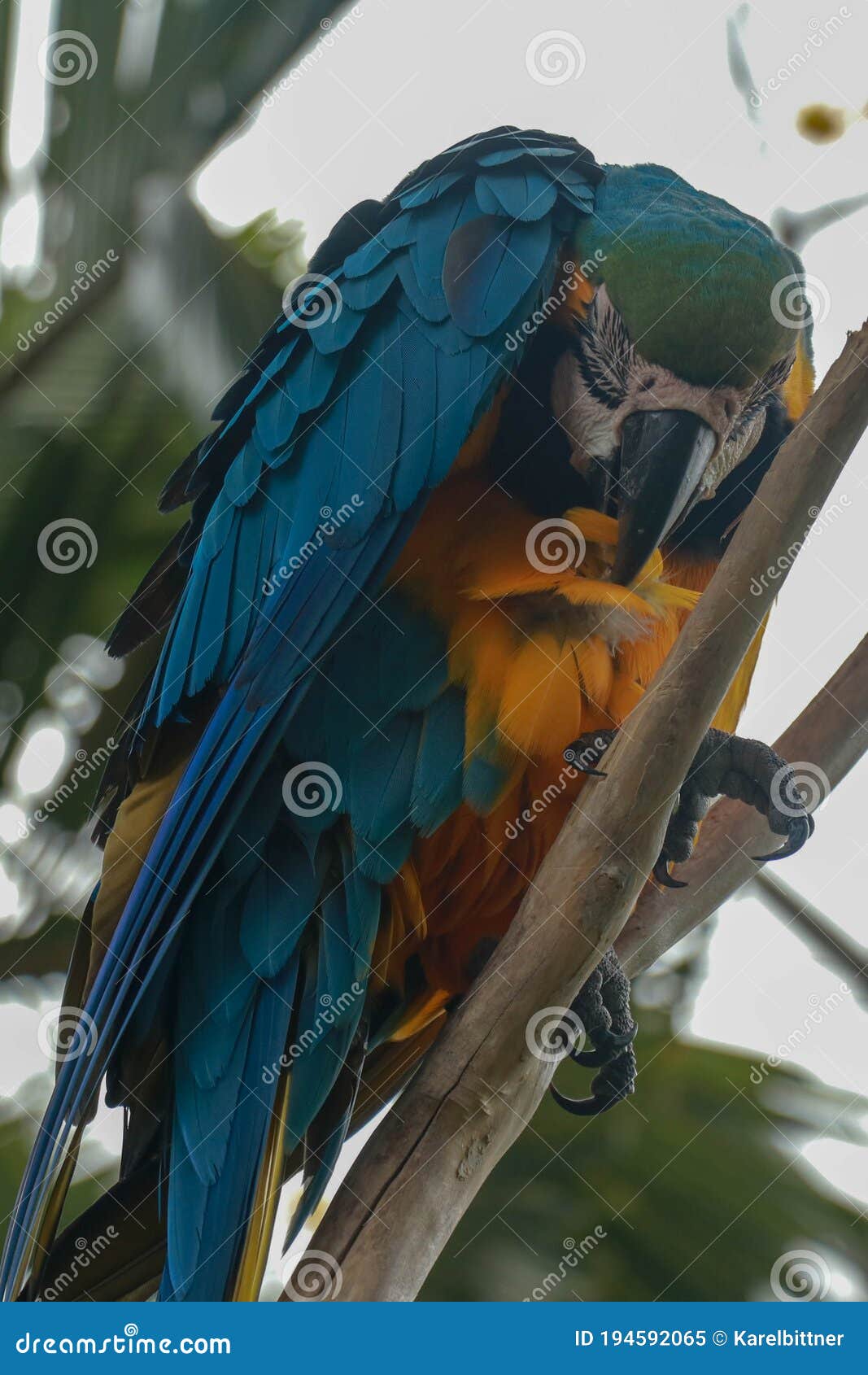 Ara Ararauna on the Branch. Blue and Yellow Macaw Sitting on a Tree ...