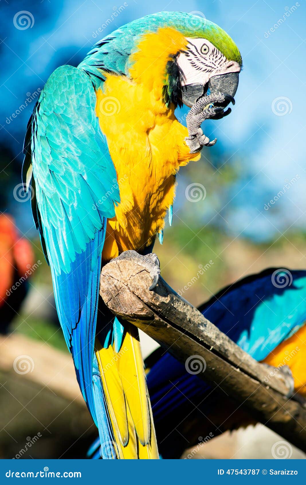 Ara Ararauna On The Branch. Blue And Yellow Macaw Sitting On A Tree ...