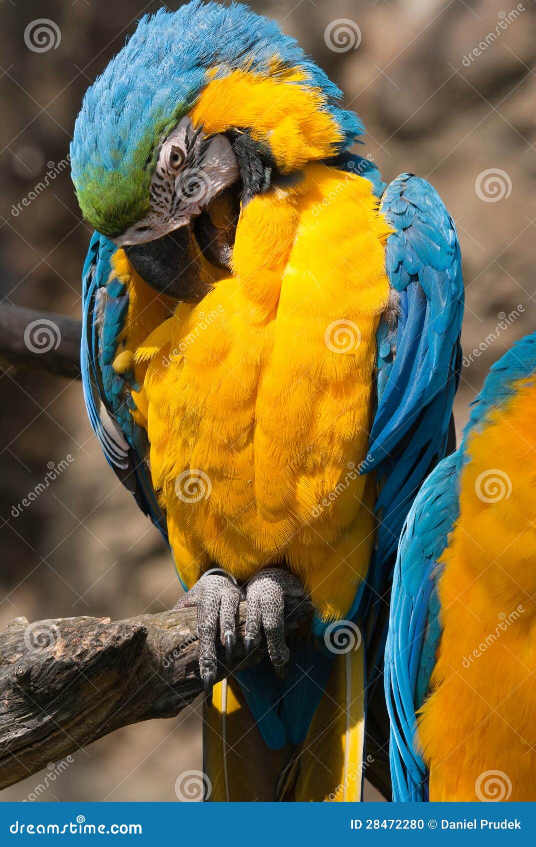 Ara Ararauna parrot stock photo. Image of america, bird - 28472280
