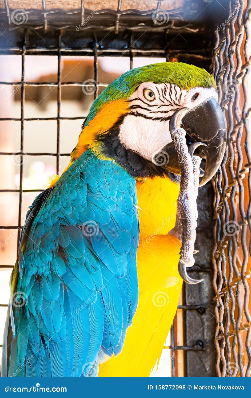 Ara Ararauna Parrot in Cage, North Macedonia Stock Photo - Image of ...