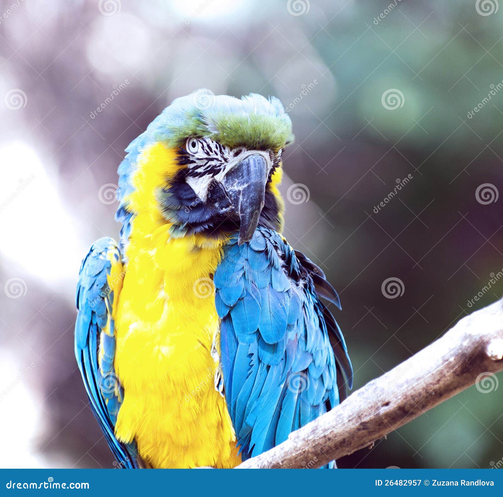 Ara Ararauna Parrot Stock Photography | CartoonDealer.com #72976760